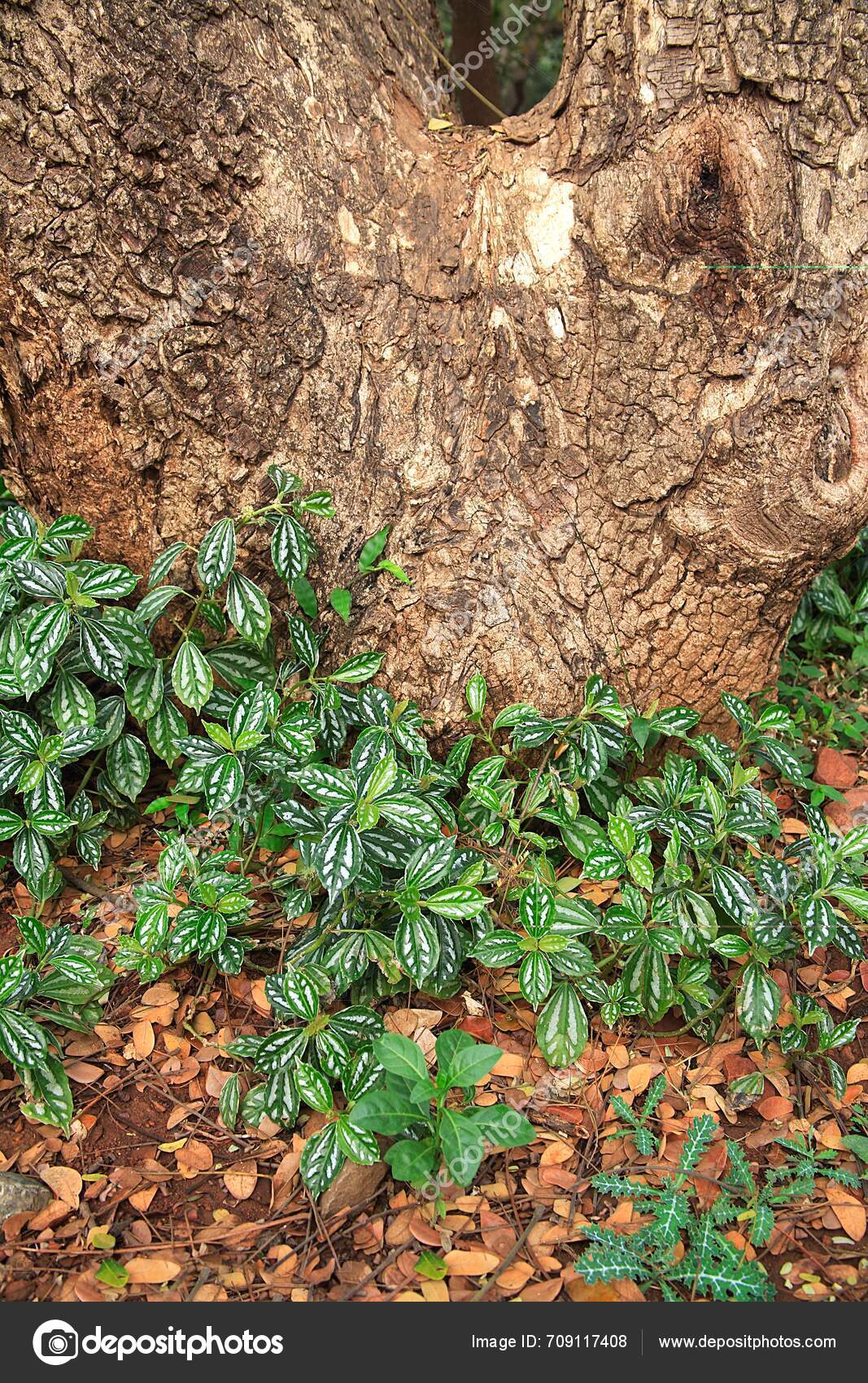 Leaves Tree Trunk Sanjay Gandhi National Park Borivali Bombay Mumbai ...