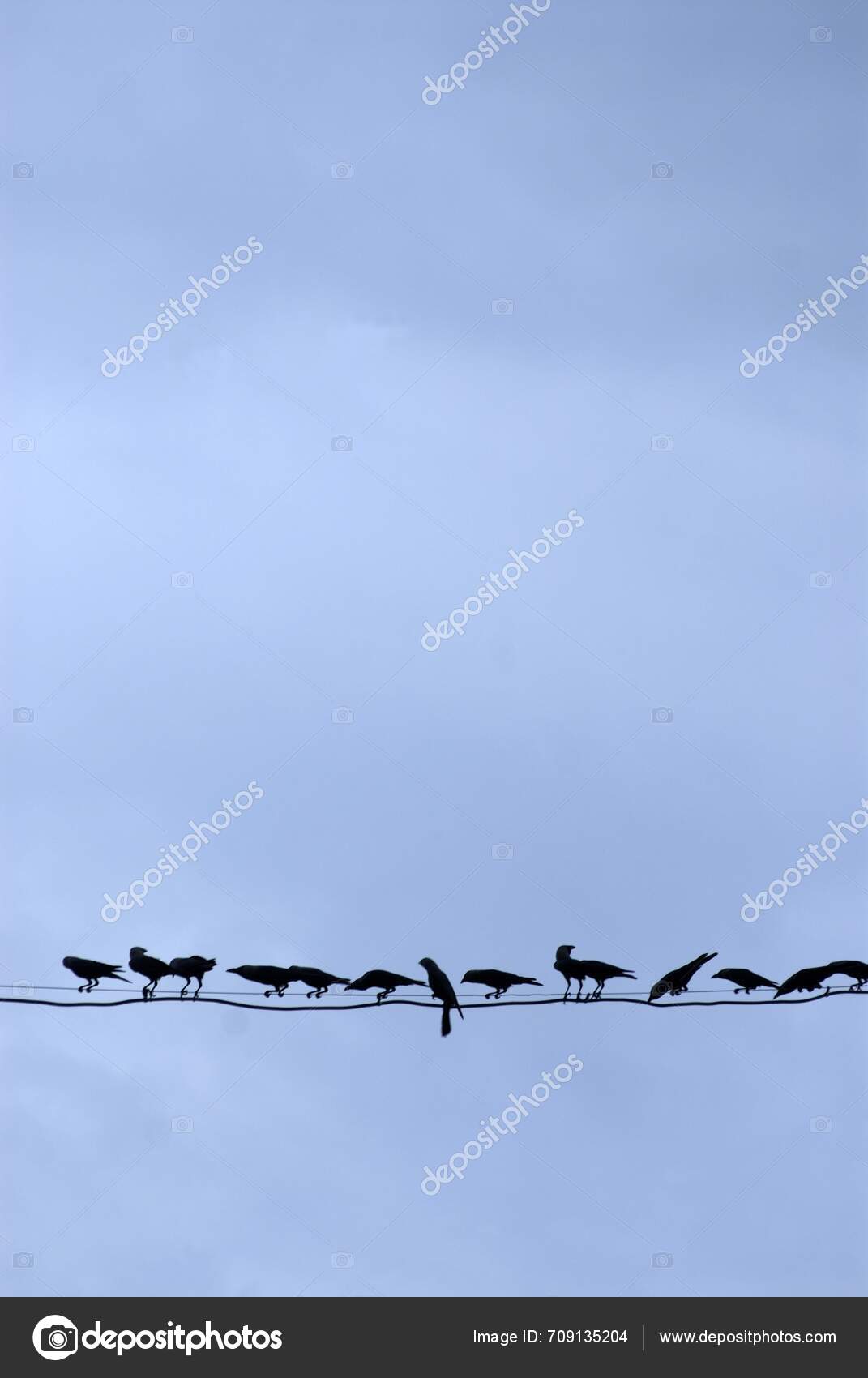 House Crows Sitting Row Cable Television Borivali Mumbai Bombay ...