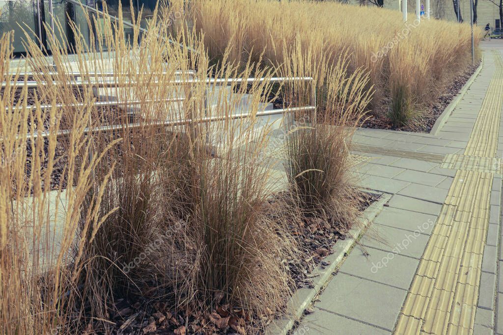 Jardín urbano de diseño moderno. Majestuosa hierba de caña de plumas ...