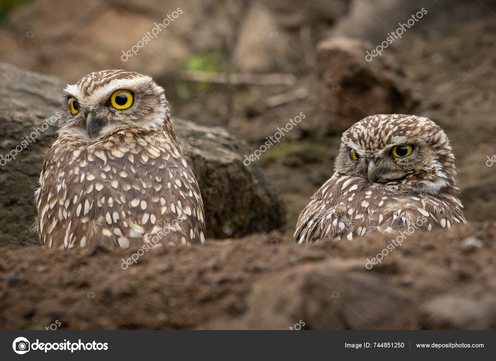 Closeup Two Burrowing Owls Athene Cunicularia Nest — Stock Photo © sgcasas #744851250