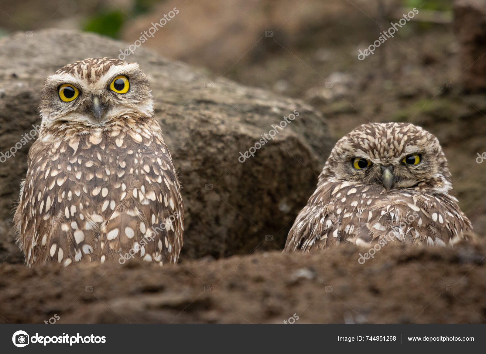 Closeup Two Burrowing Owls Athene Cunicularia Looking Camera Nest — Stock Photo © sgcasas #744851268