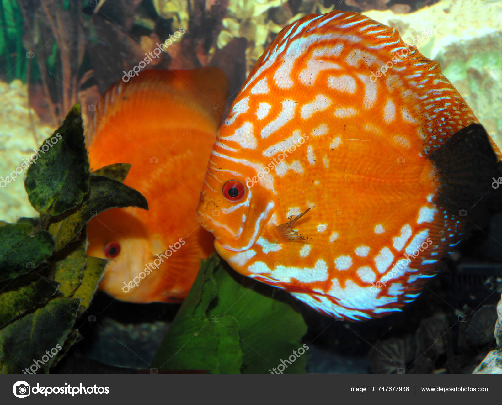 Two Orange Discus Swim Aquarium Image Shows Closeup — Stock Photo ...
