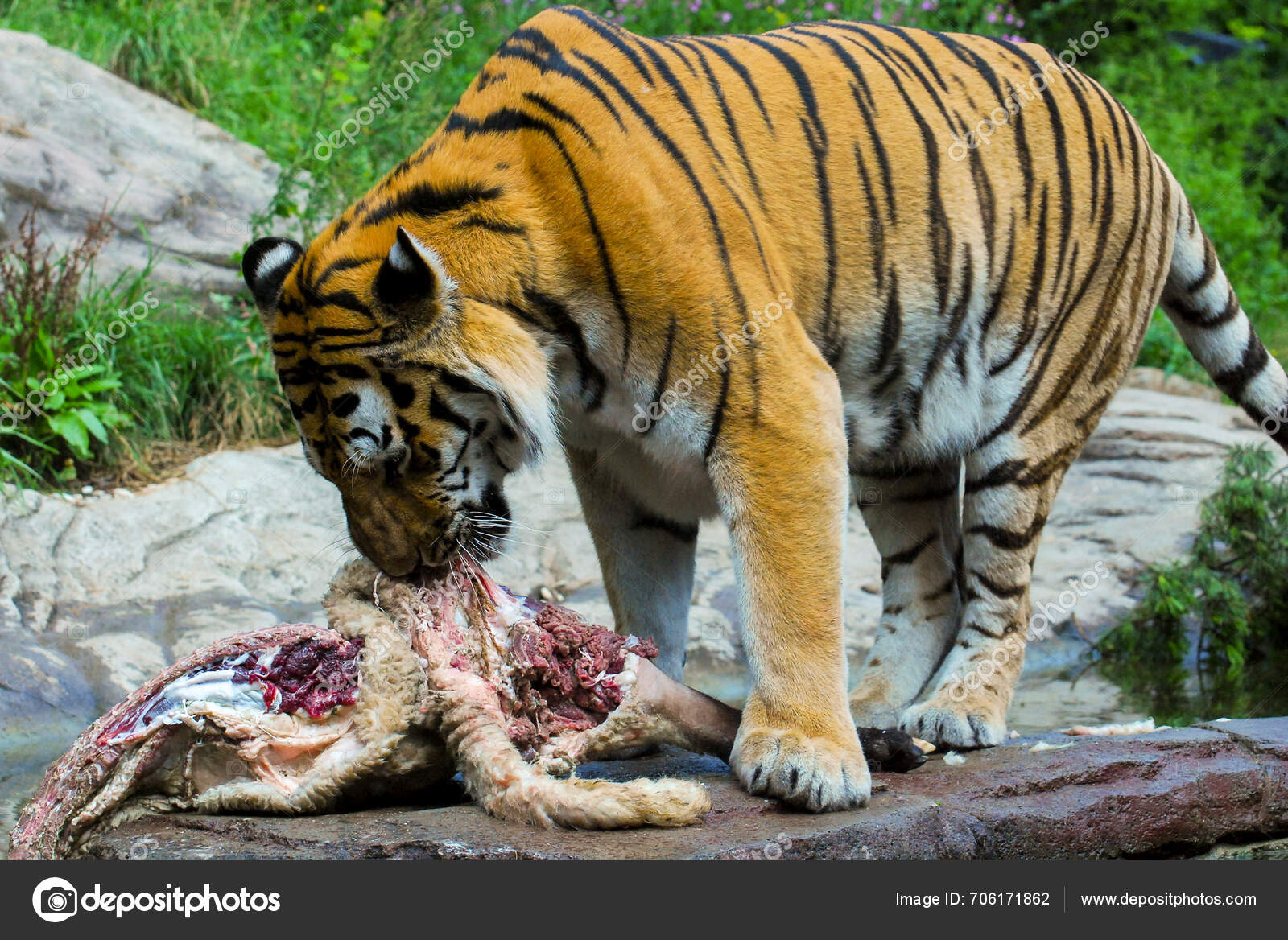 Tiger Devouring Its Prey — Stock Photo © SJLievano #706171862