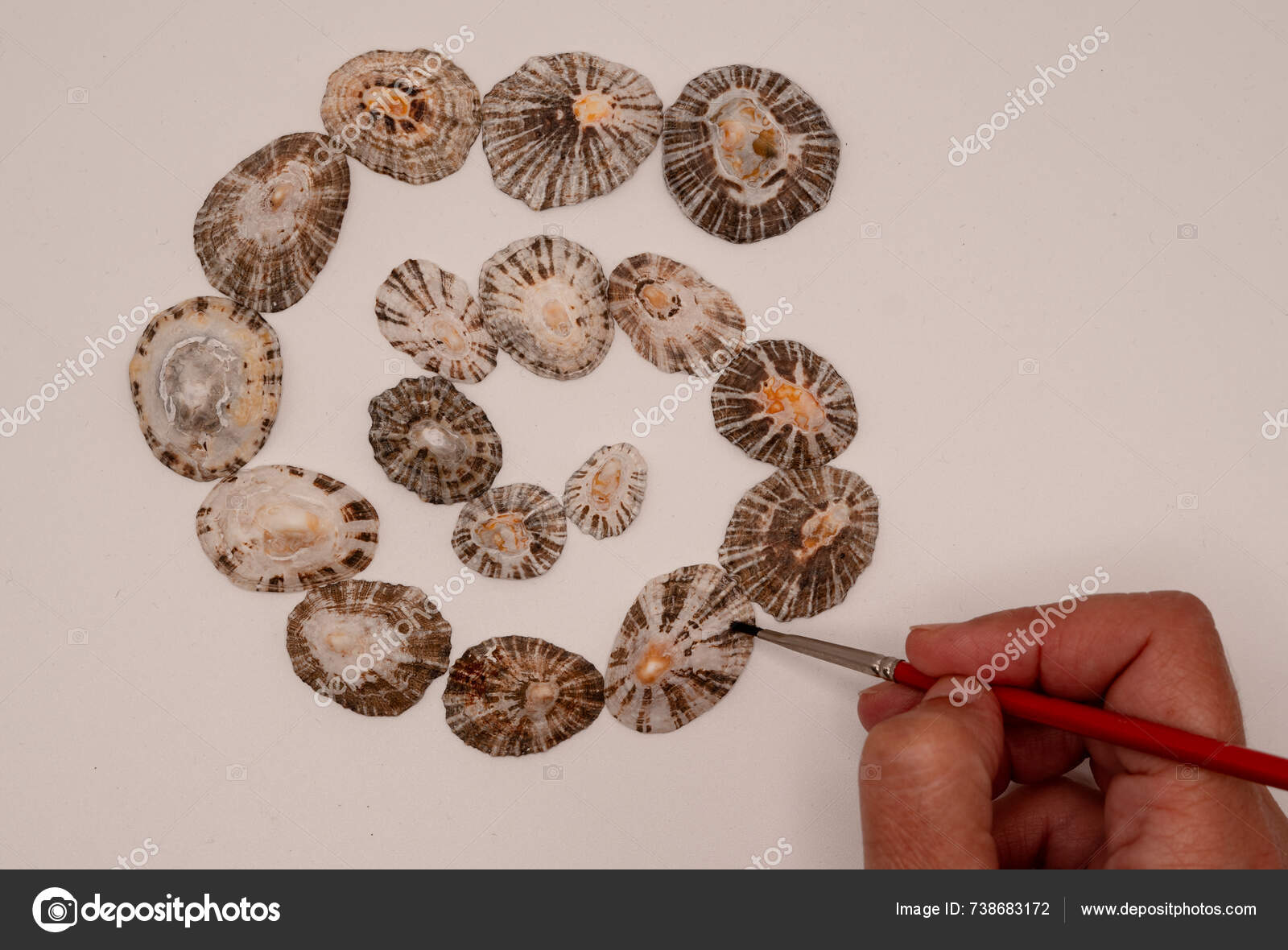 Painting Seashells Hand White Background Housemade Decorative Workout ...