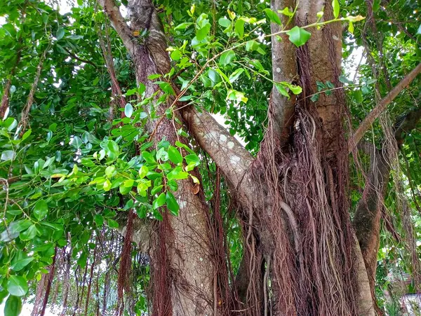 Banyan tree Stock Photos, Royalty Free Banyan tree Images | Depositphotos