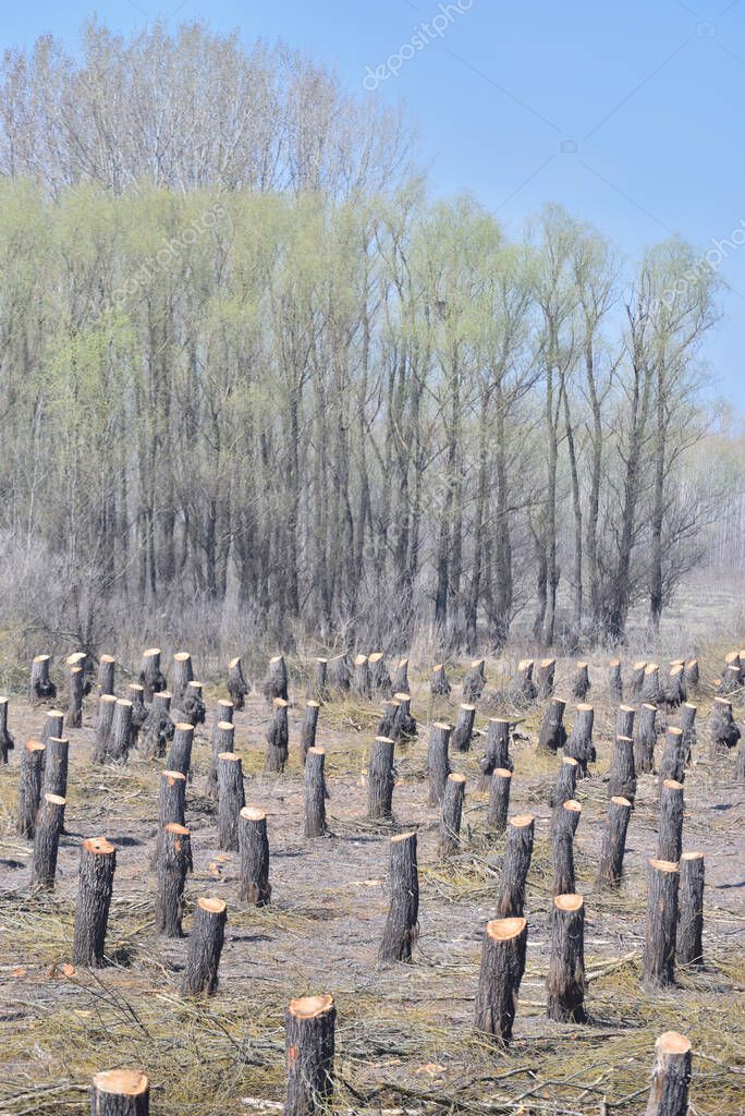 Testimonio de la destrucción: la deforestación y su impacto en el ...