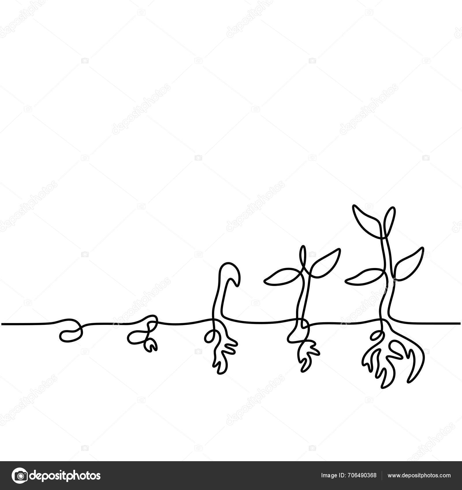 Image vectorielle Schéma Linéaire Continu Des Stades Croissance Des ...