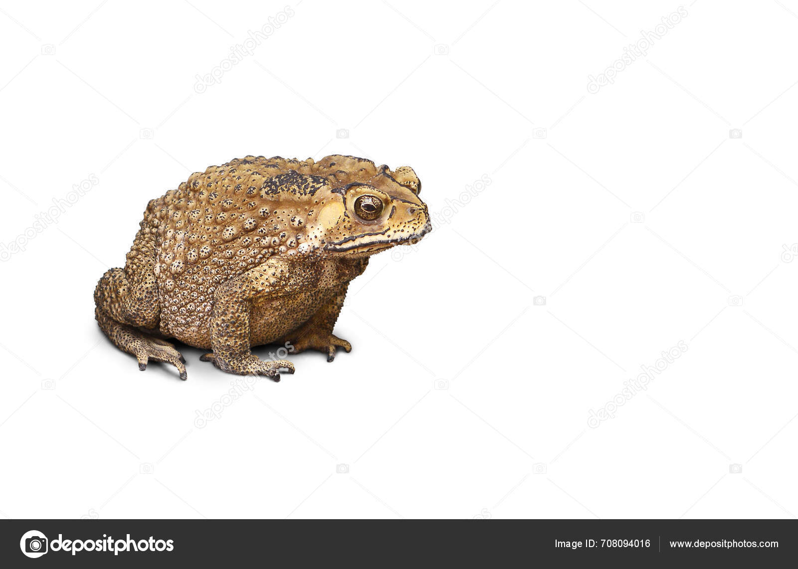 Common Toad Southeast Asian Toad Isolated White Background — Stock ...