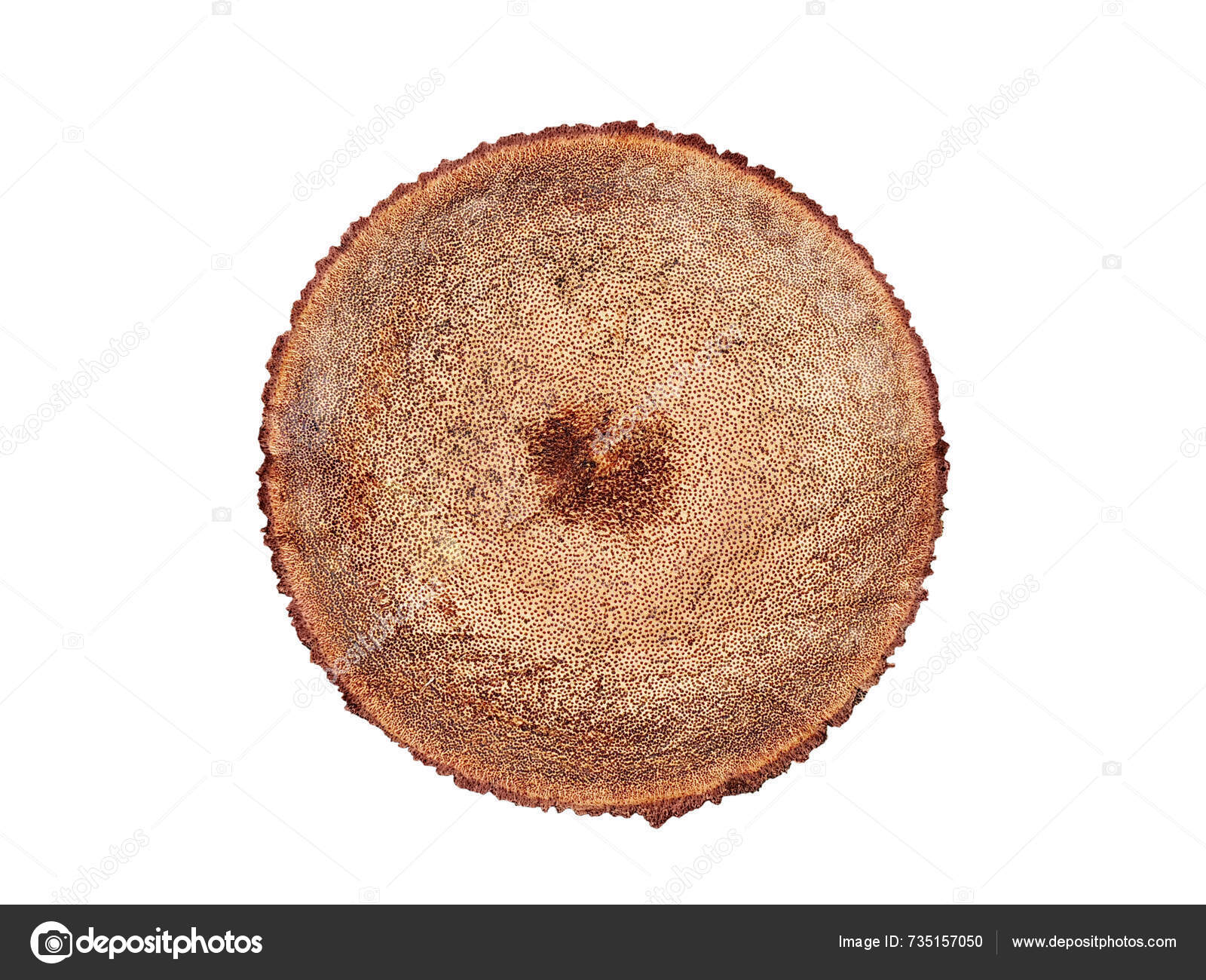 Cutted Tree Top View White Background — Stock Photo © RetouchMan2020 ...