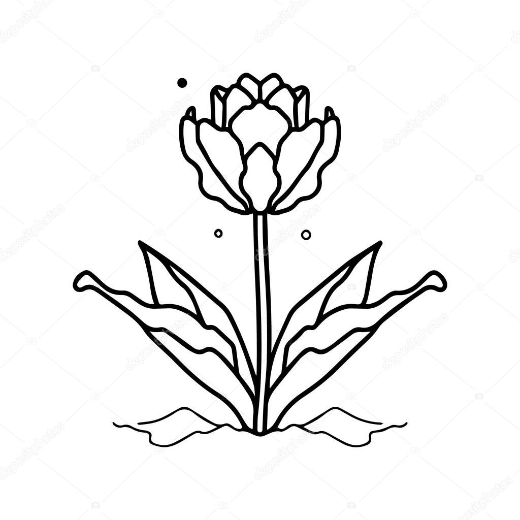 Lale Boyama Sayfaları Lale Çiçeği Ana Hat Vektörü Boyama Kitabı ...