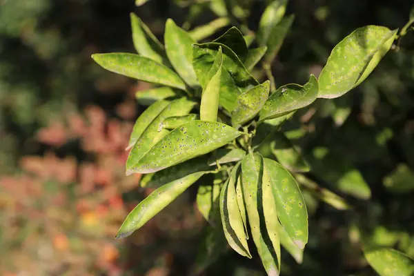 Tangerine tree with leaves infected by pest. Citrus leaves with sooty ...