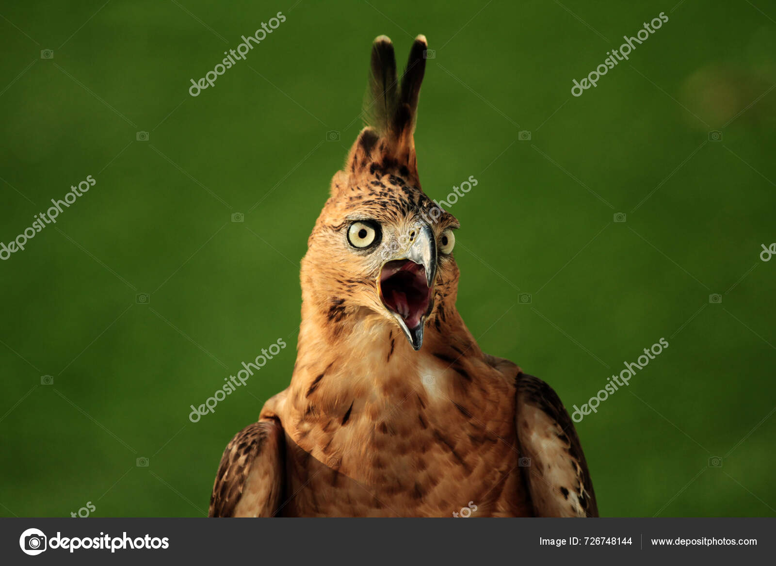 Javan Hawk Eagle Nisaetus Bartelsi Bird Prey Endemic Island Java ...