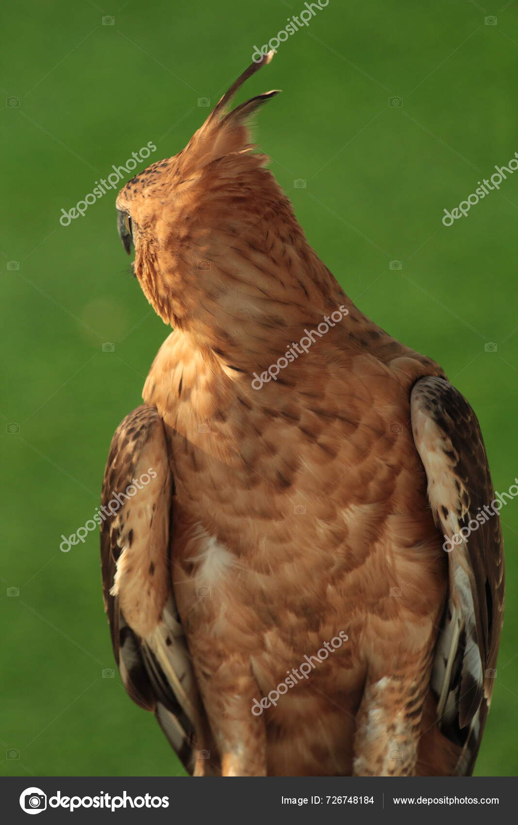 Javan Hawk Eagle Nisaetus Bartelsi Bird Prey Endemic Island Java — Stock Photo © padodo #726748184