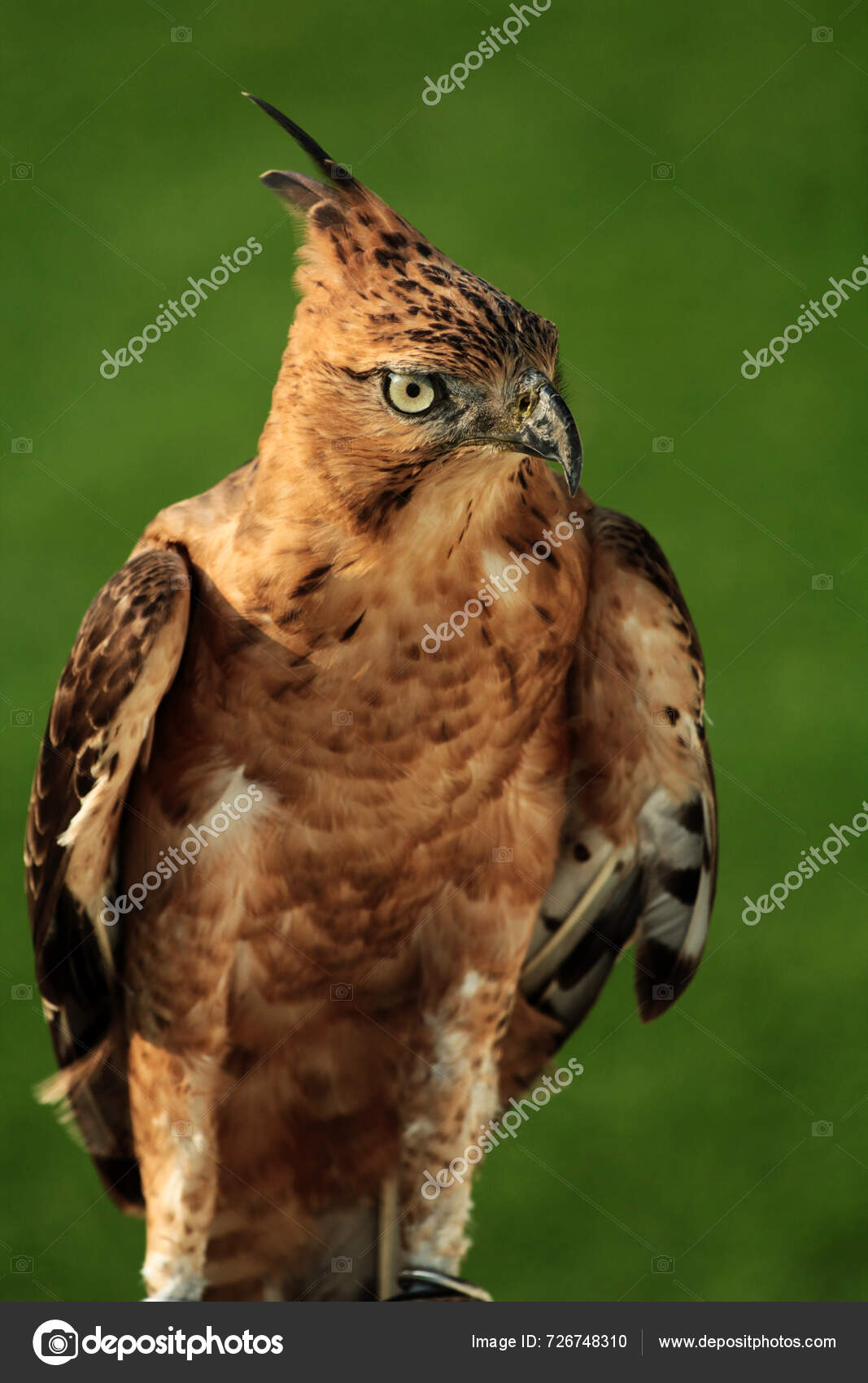 Javan Hawk Eagle Nisaetus Bartelsi Bird Prey Endemic Island Java — Stock Photo © padodo #726748310