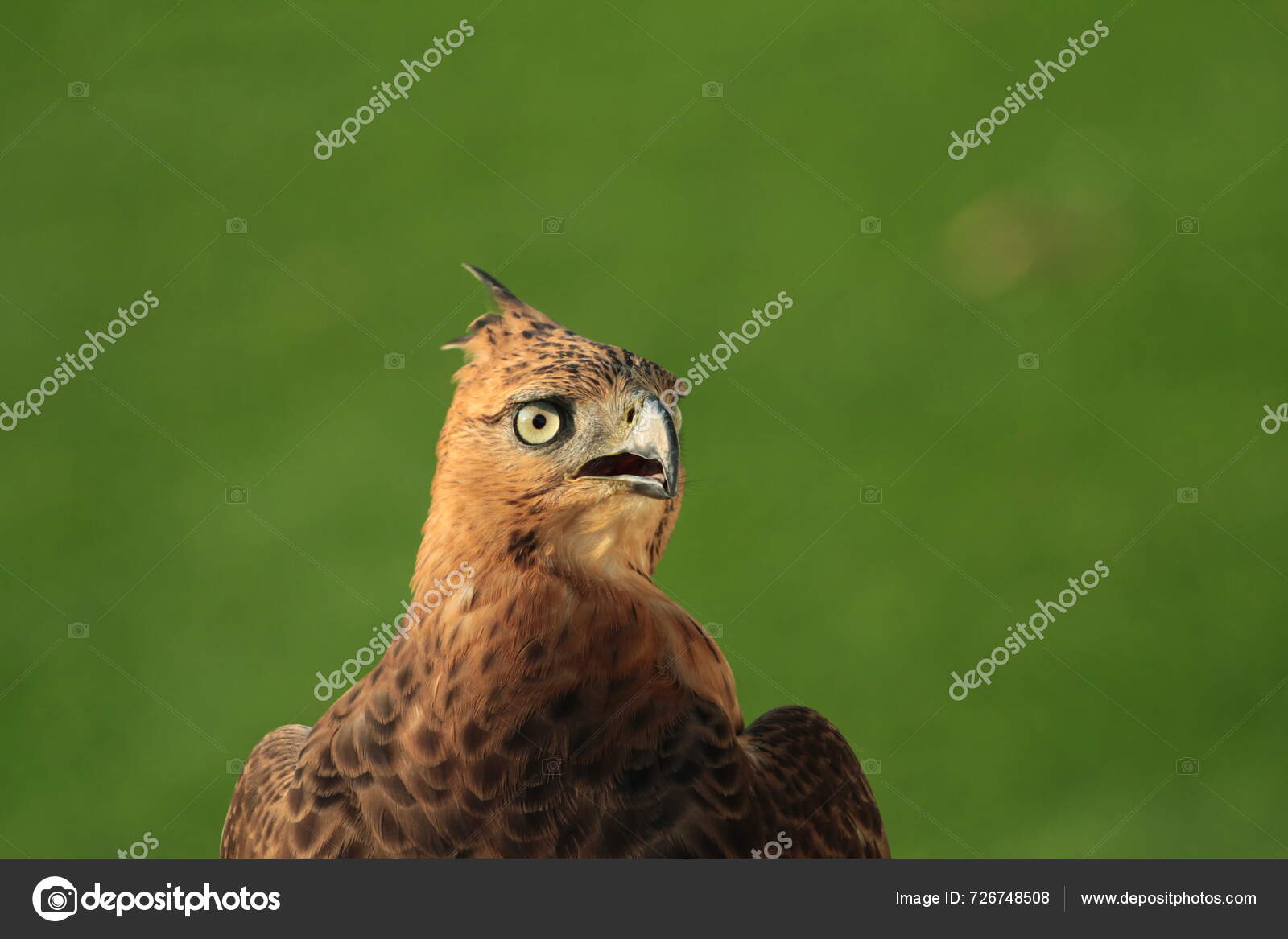 Javan Hawk Eagle Nisaetus Bartelsi Bird Prey Endemic Island Java — Stock Photo © padodo #726748508