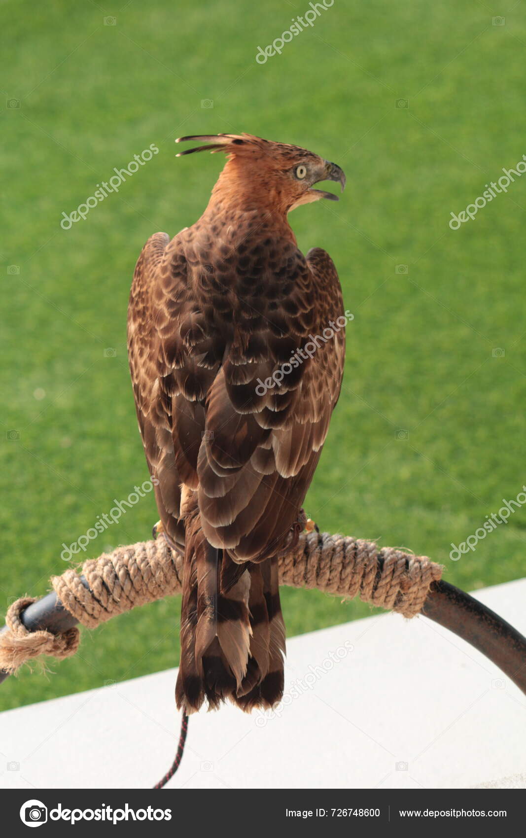 Javan Hawk Eagle Nisaetus Bartelsi Bird Prey Endemic Island Java — Stock Photo © padodo #726748600