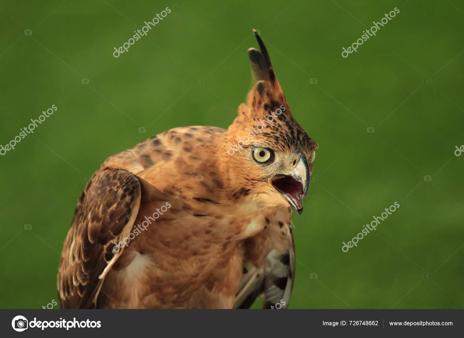 Javan Hawk Eagle Nisaetus Bartelsi Bird Prey Endemic Island Java — Stock Photo © padodo #726748662