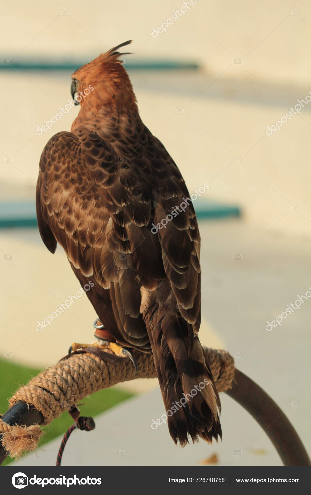 Javan Hawk Eagle Nisaetus Bartelsi Bird Prey Endemic Island Java — Stock Photo © padodo #726748758