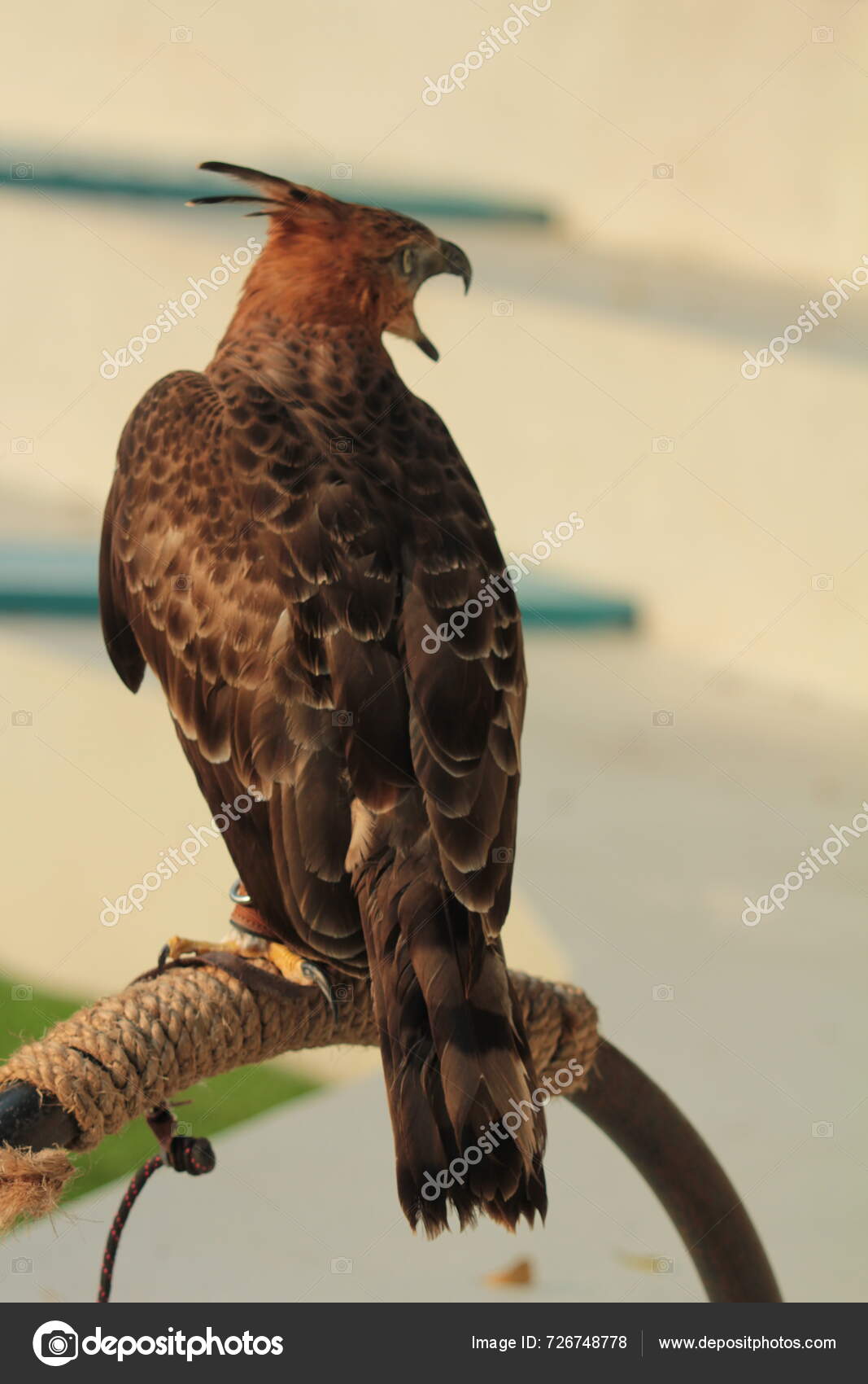 Javan Hawk Eagle Nisaetus Bartelsi Bird Prey Endemic Island Java ...