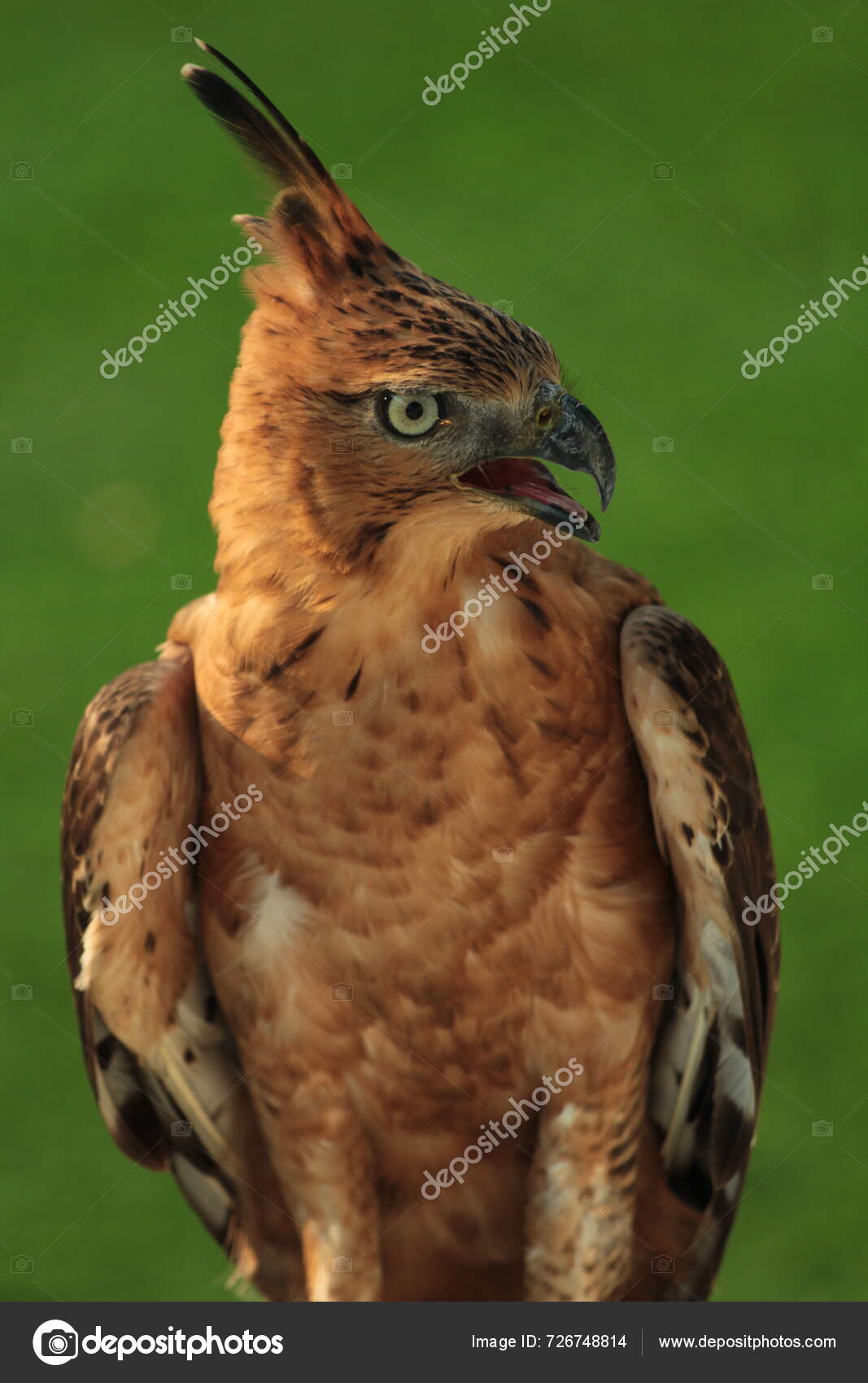 Javan Hawk Eagle Nisaetus Bartelsi Bird Prey Endemic Island Java — Stock Photo © padodo #726748814