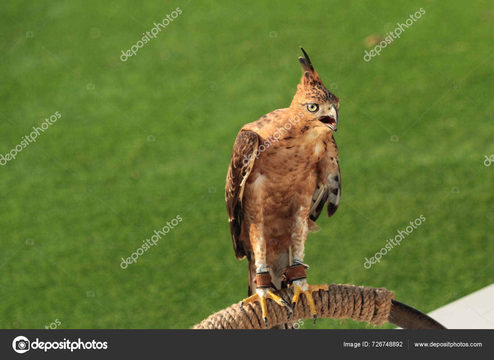 Javan Hawk Eagle Nisaetus Bartelsi Bird Prey Endemic Island Java — Stock Photo © padodo #726748892