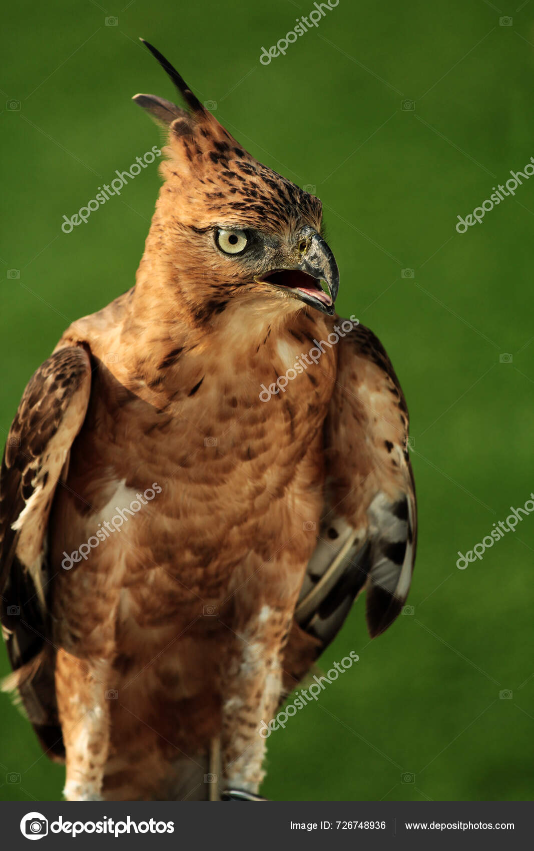 Javan Hawk Eagle Nisaetus Bartelsi Bird Prey Endemic Island Java ...