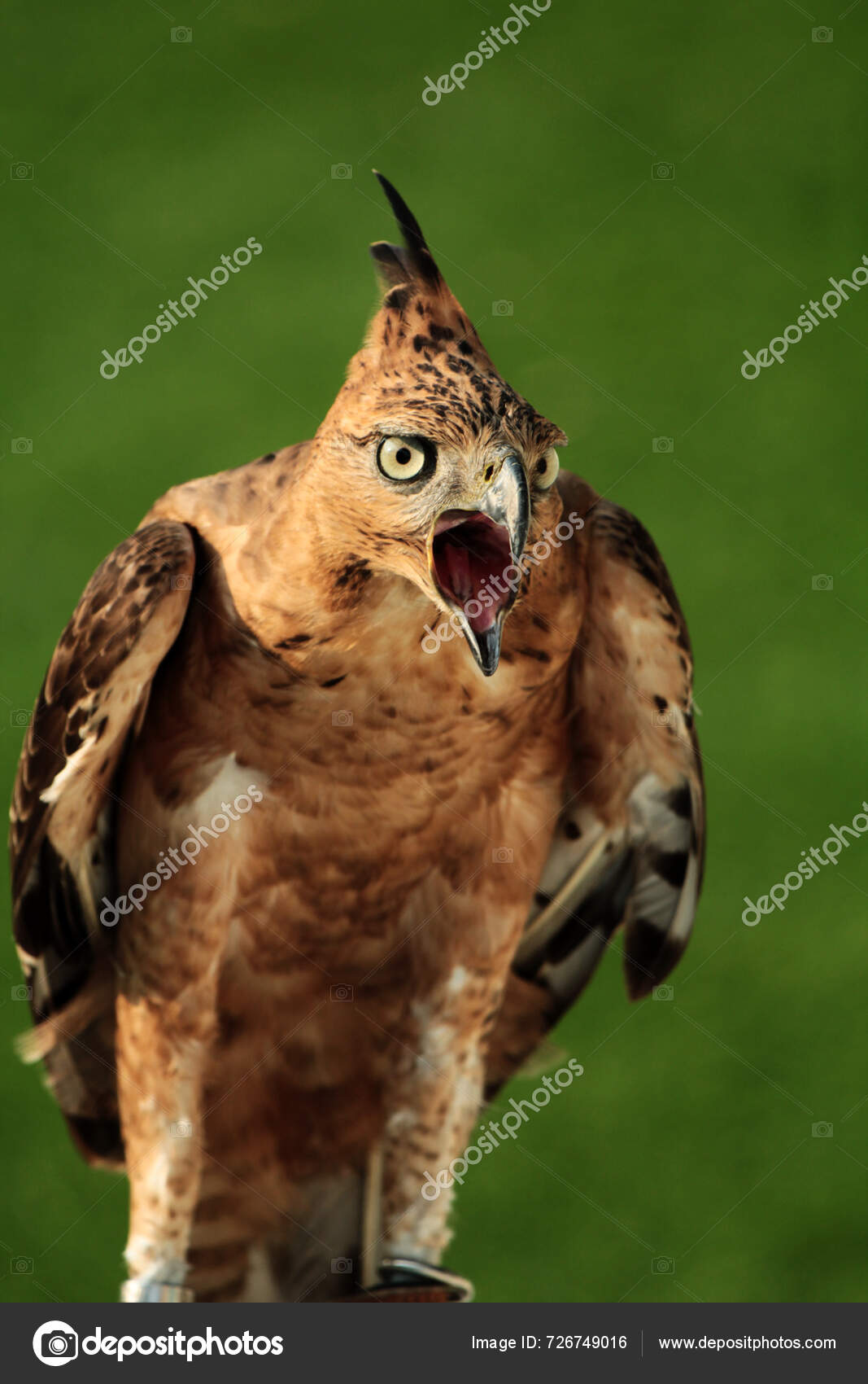 Javan Hawk Eagle Nisaetus Bartelsi Bird Prey Endemic Island Java — Stock Photo © padodo #726749016