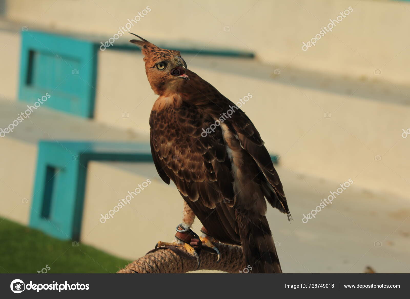 Javan Hawk Eagle Nisaetus Bartelsi Bird Prey Endemic Island Java ...