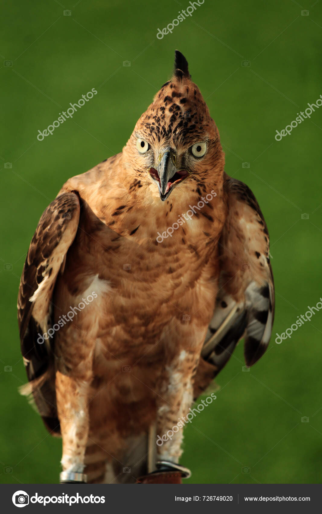 Javan Hawk Eagle Nisaetus Bartelsi Bird Prey Endemic Island Java ...