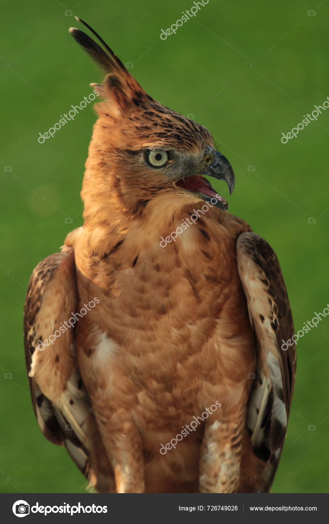Javan Hawk Eagle Nisaetus Bartelsi Bird Prey Endemic Island Java ...