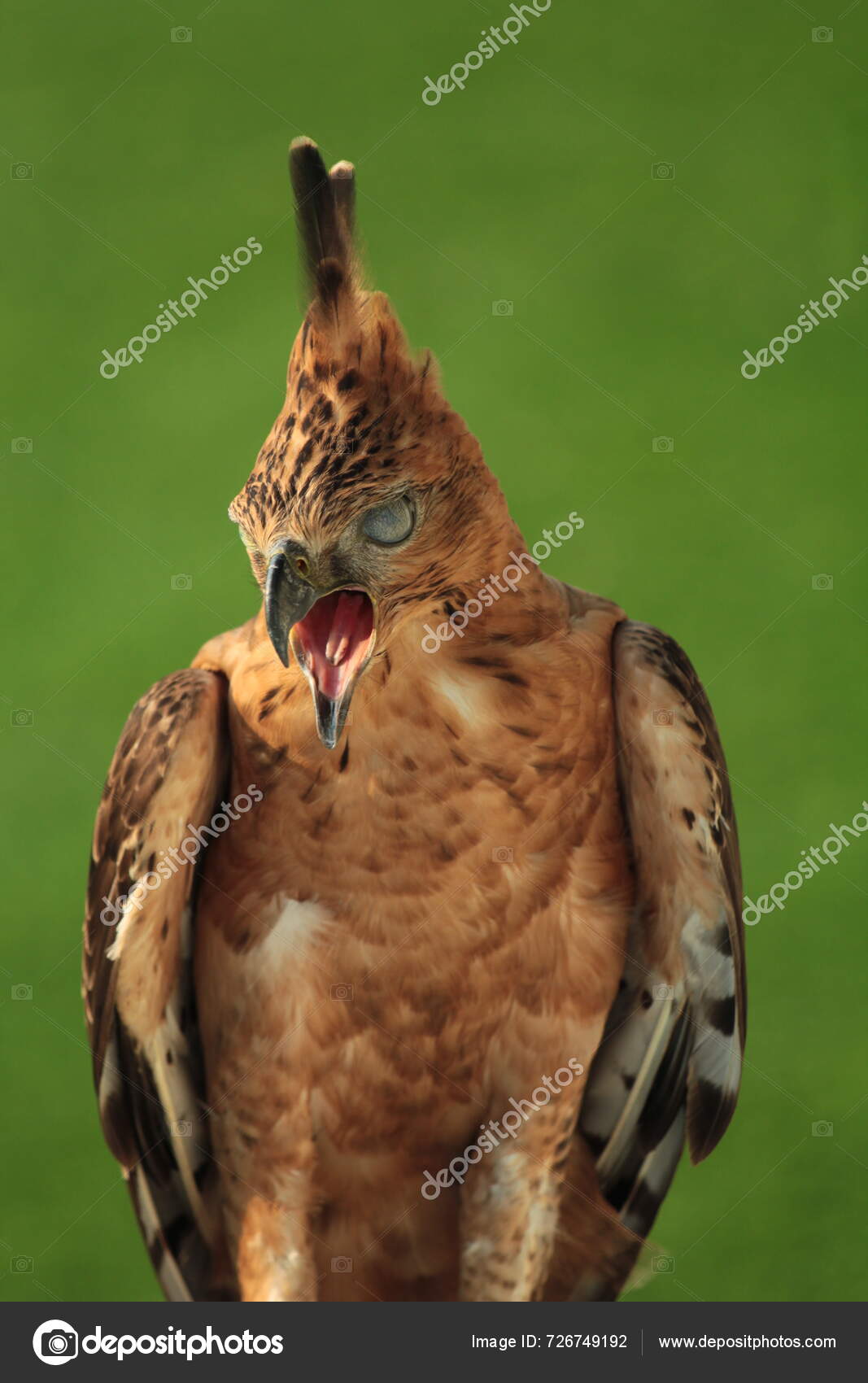 Javan Hawk Eagle Nisaetus Bartelsi Bird Prey Endemic Island Java ...