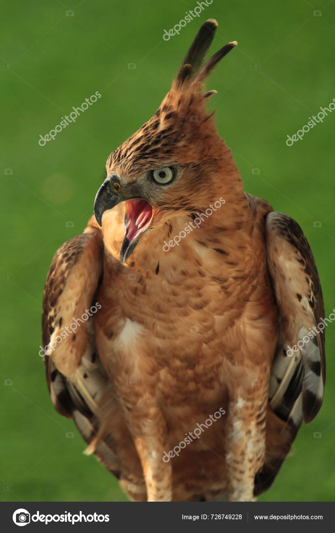 Javan Hawk Eagle Nisaetus Bartelsi Bird Prey Endemic Island Java ...