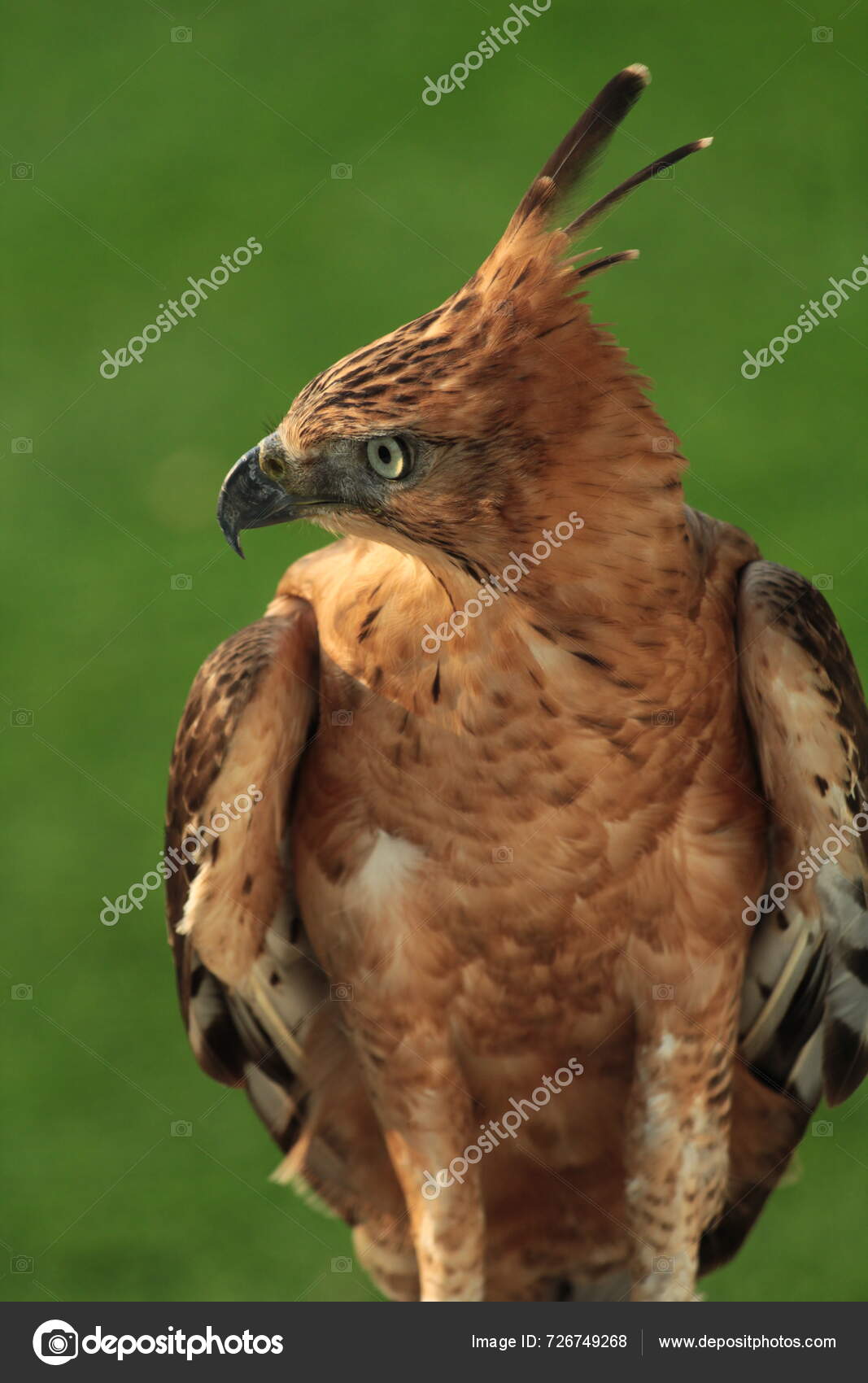 Javan Hawk Eagle Nisaetus Bartelsi Bird Prey Endemic Island Java ...