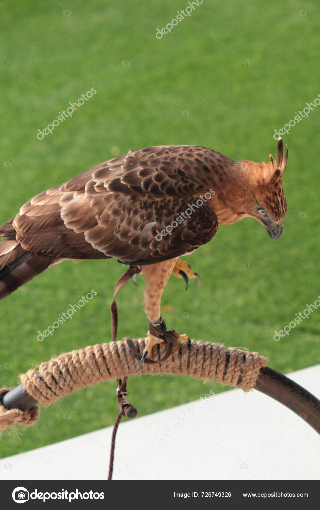 Javan Hawk Eagle Nisaetus Bartelsi Bird Prey Endemic Island Java ...
