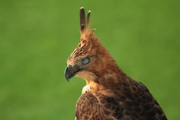 Hawk crested Stock Photos, Royalty Free Hawk crested Images | Depositphotos