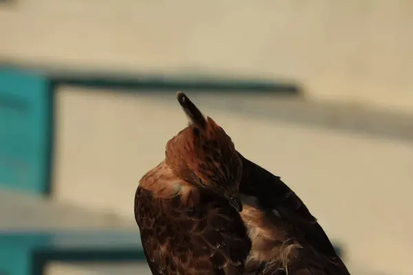 Birds stopper Stock Photos, Royalty Free Birds stopper Images | Depositphotos