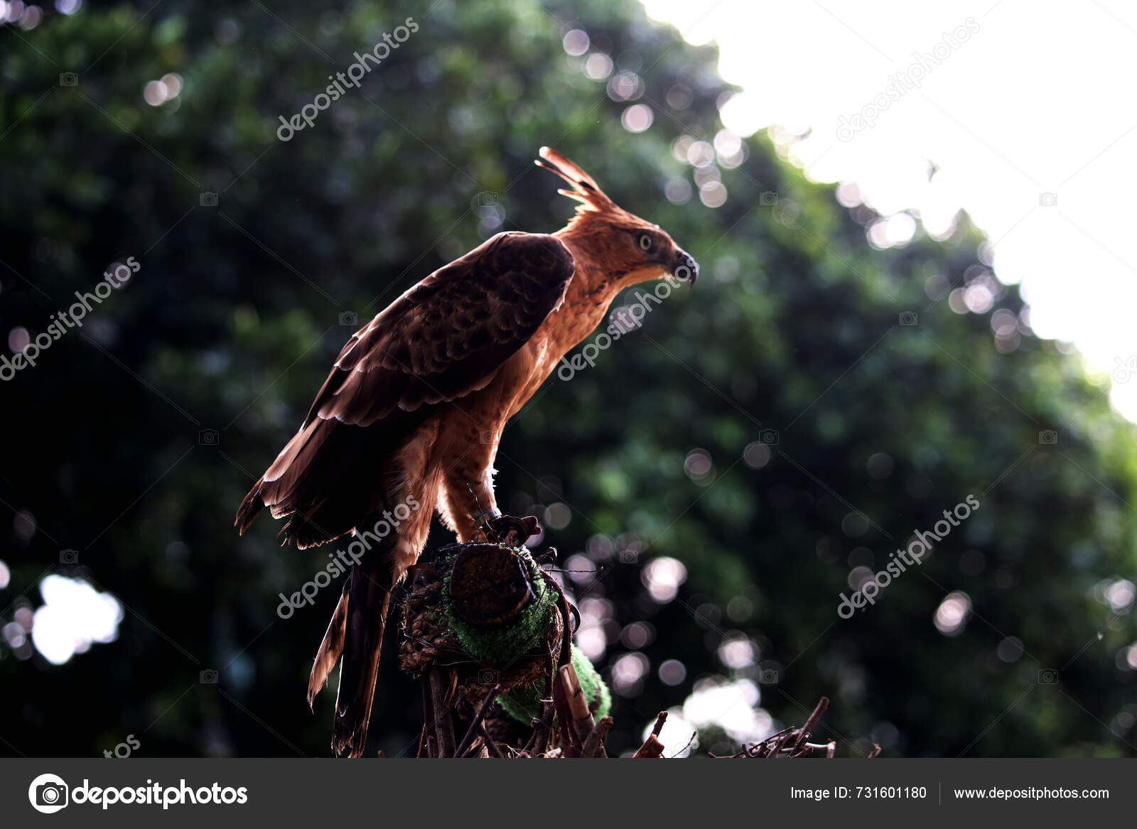 Javan Hawk Eagle Nisaetus Bartelsi Medium Sized Eagle Species Accipitridae — Stock Photo ...