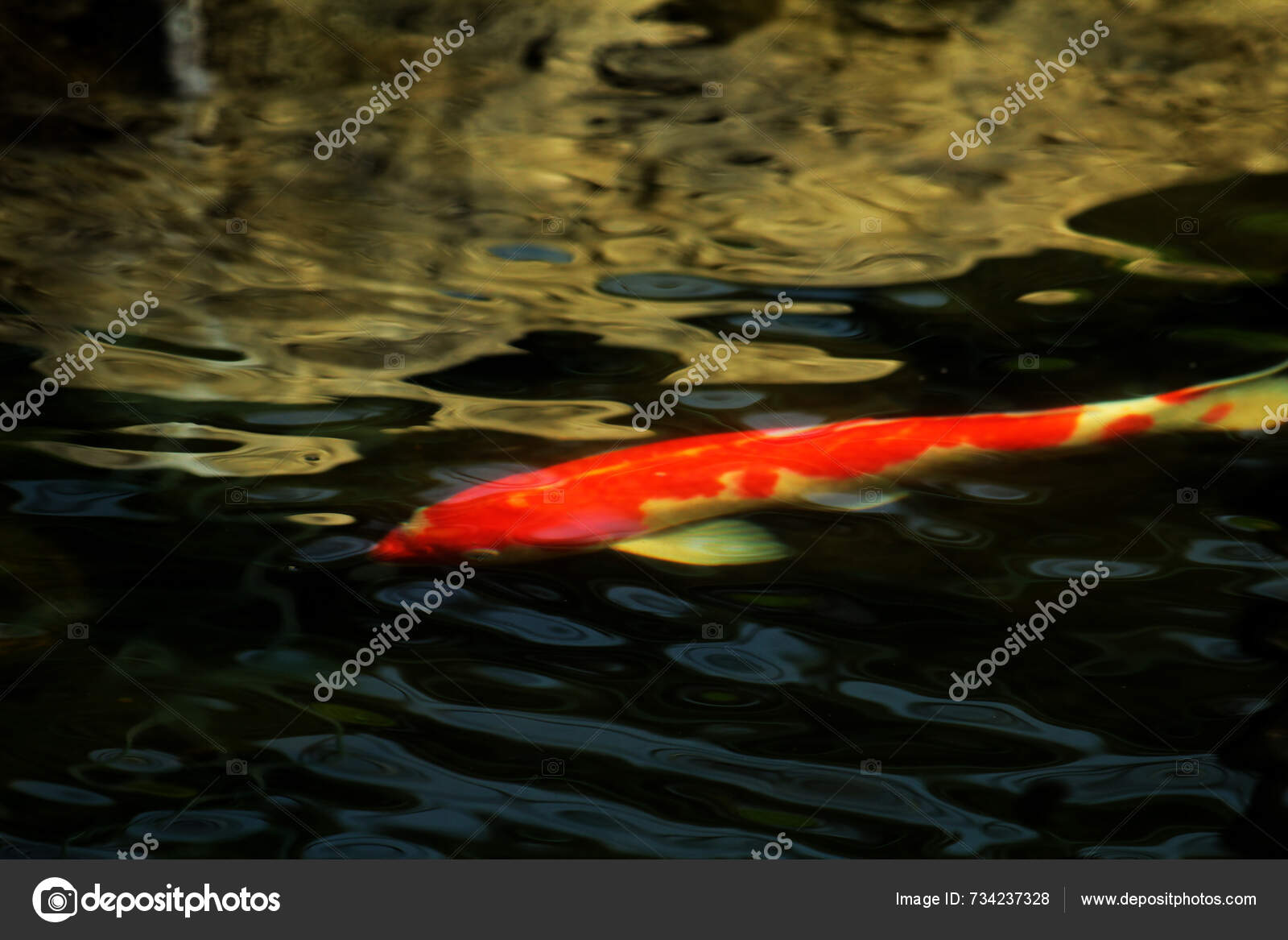 Koi Comes Japanese Which Means Carpet Fish More Specifically Refers ...