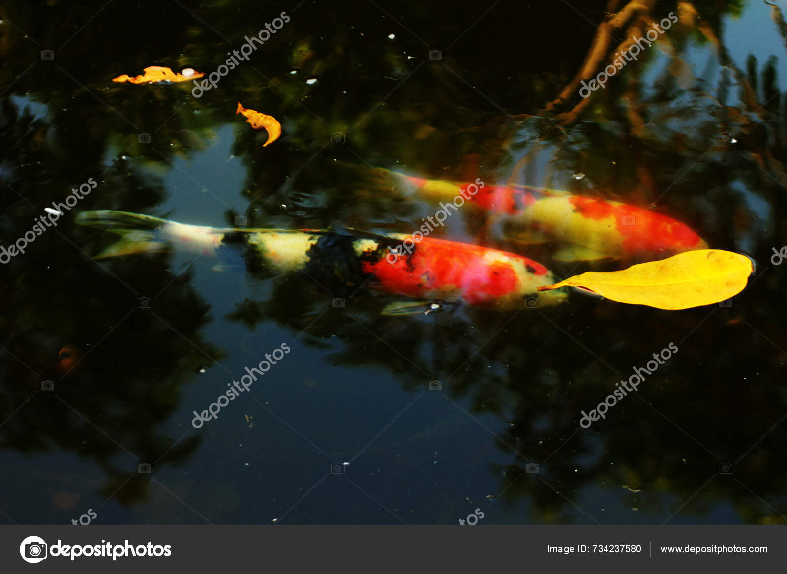Koi Comes Japanese Which Means Carpet Fish More Specifically Refers ...