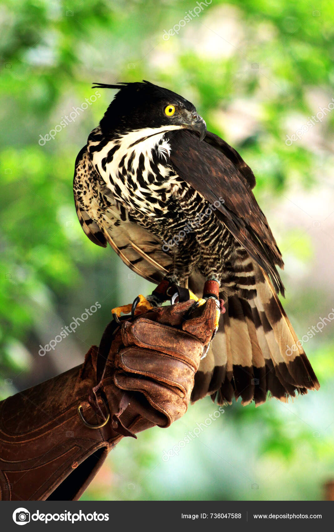 Blyth's Hawk Eagle Nisaetus Alboniger Medium Sized Birds Prey Mountain ...