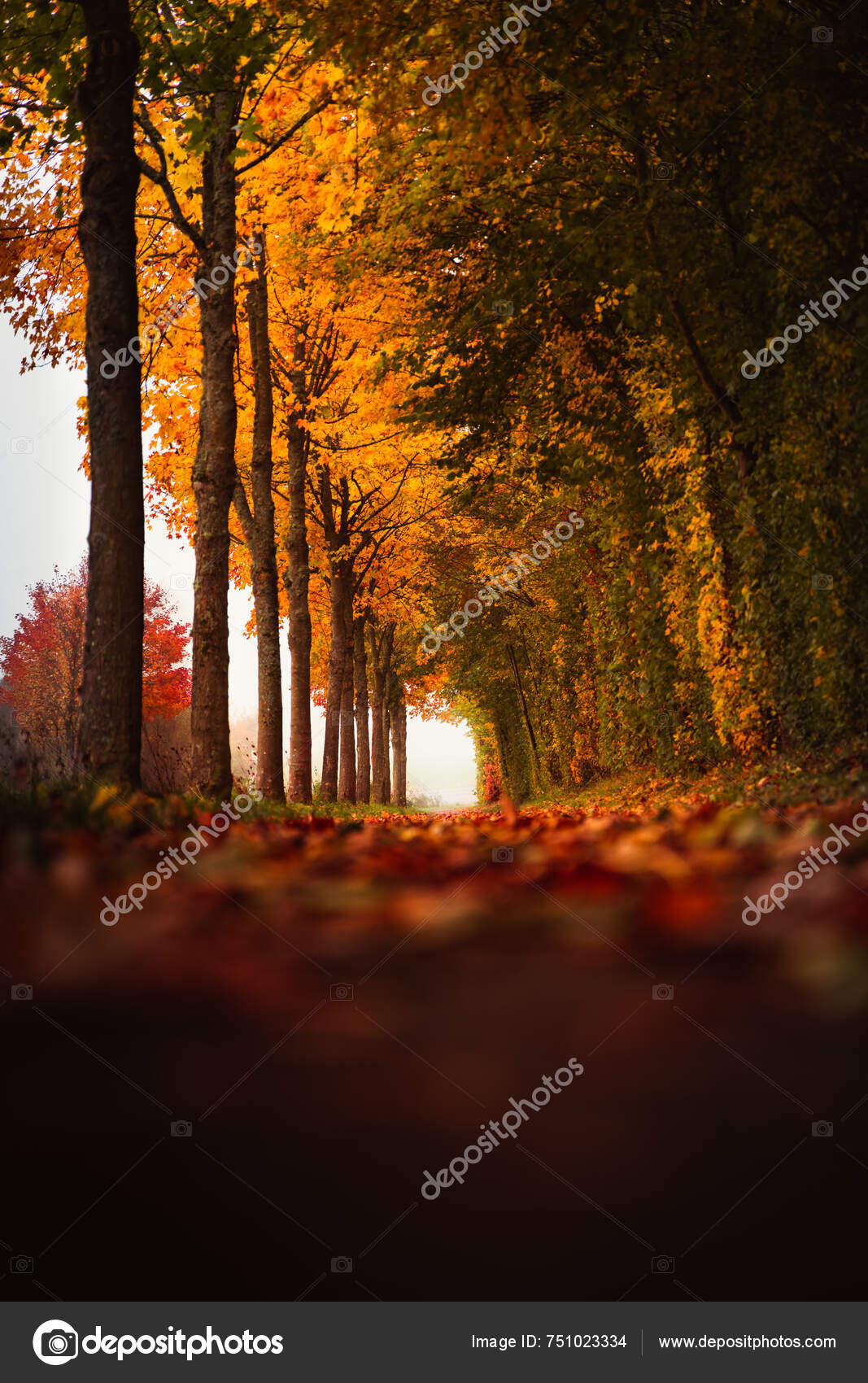 Trees Yellow Green Leaves Lining Path Fall Leaves Ground Copy — Stock ...
