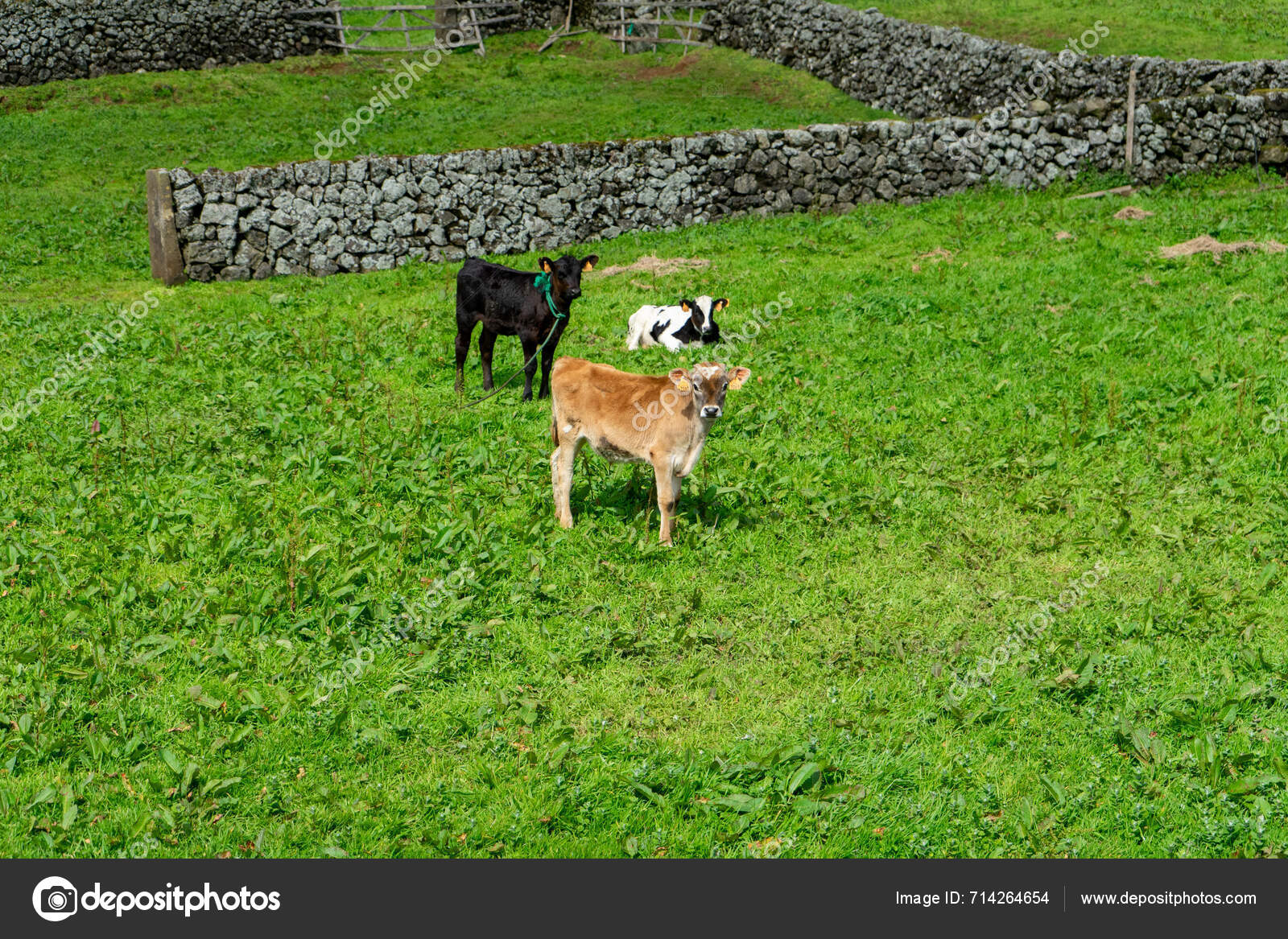 Tiga Ekor Sapi Muda Yang Sedang Merumput Dengan Damai Padang — Foto ...