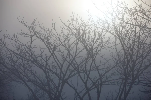 Fog tree Stock Photos, Royalty Free Fog tree Images | Depositphotos