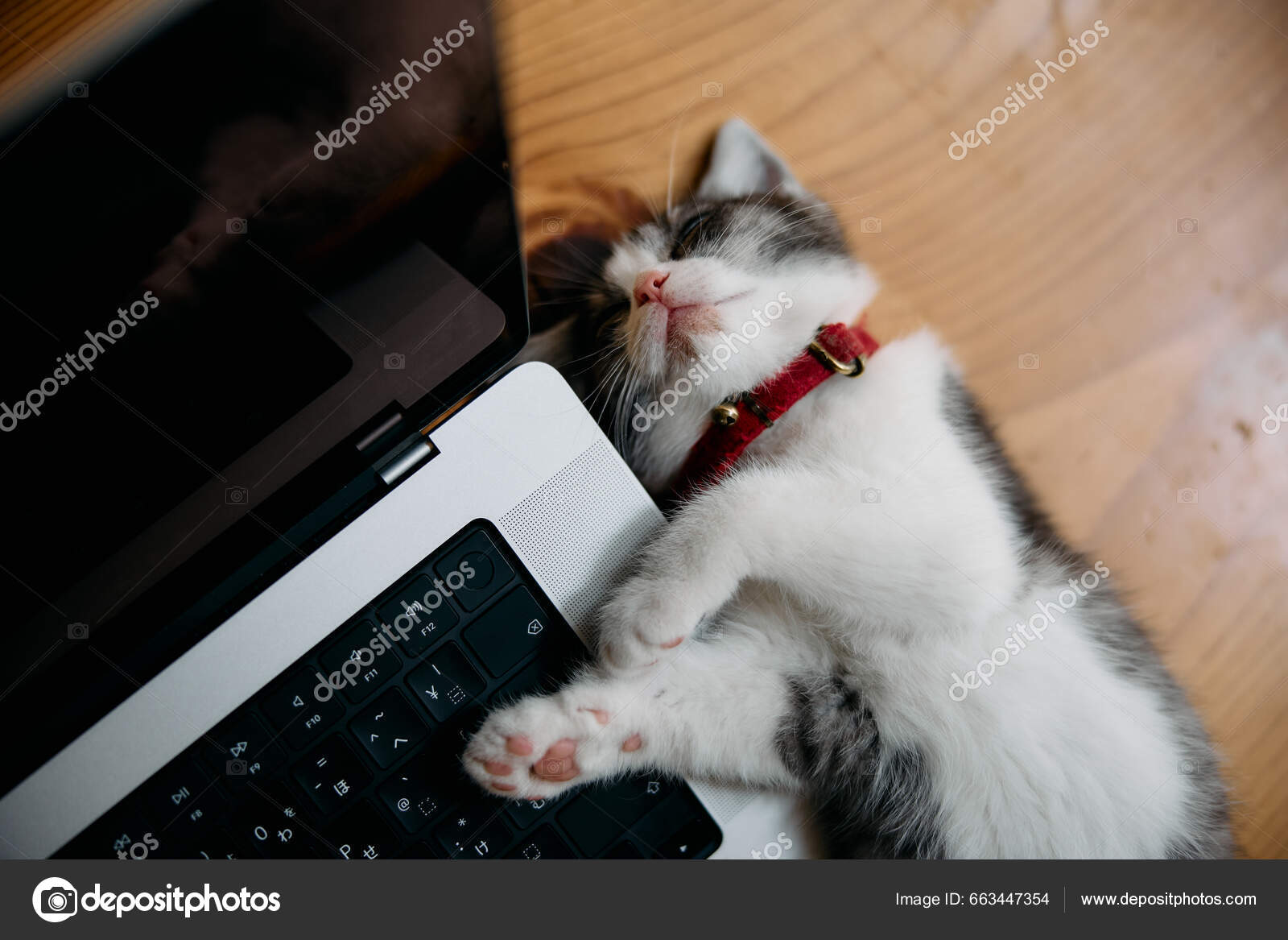 Kitten Typing