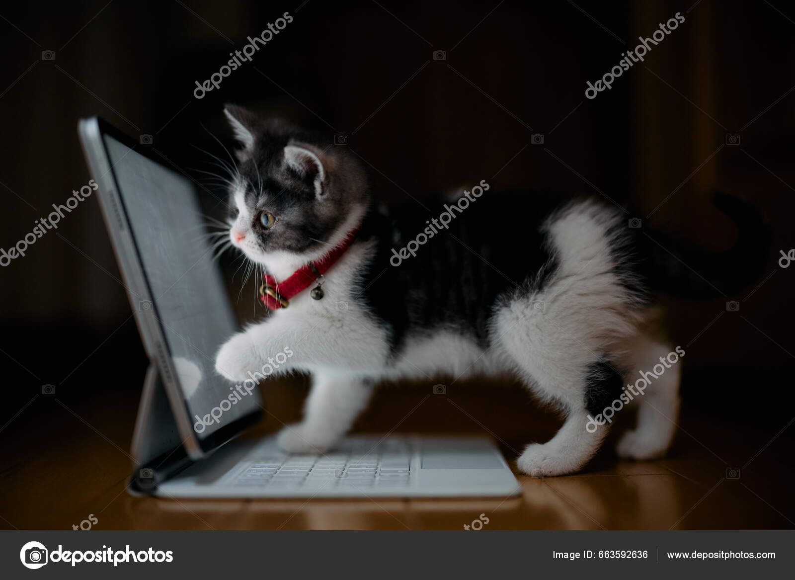 Cute Kitten Laptop — Stock Photo © makieni777 #663592636