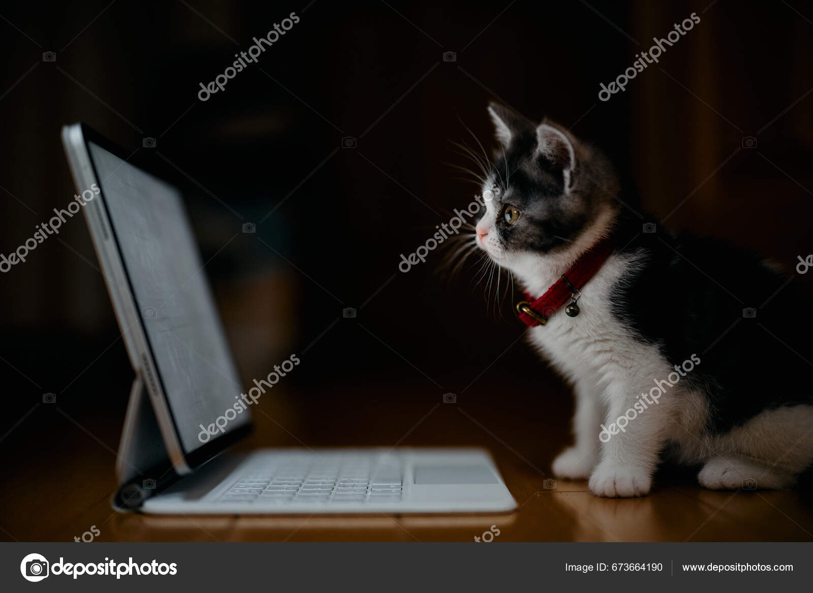 Munchkin Kitten Looking Tablet — Stock Photo © makieni777 #673664190