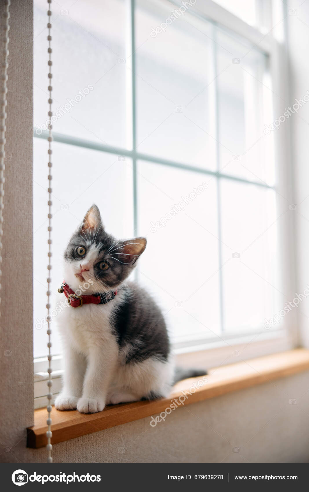 Cute Kitten Window — Stock Photo © makieni777 #679639278