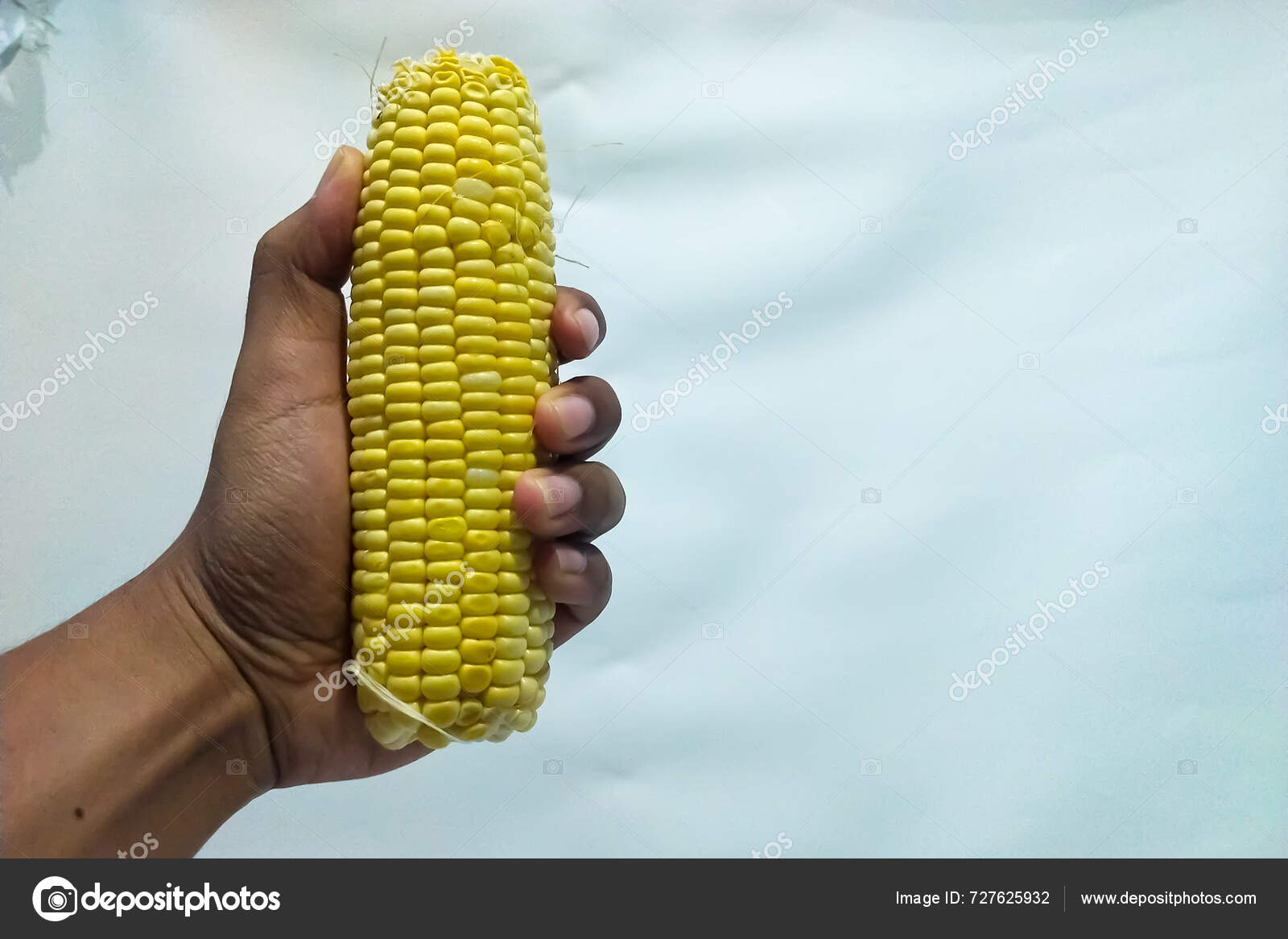 One Hand Holding Fresh Sweet Corn White Background — Stock Photo ...