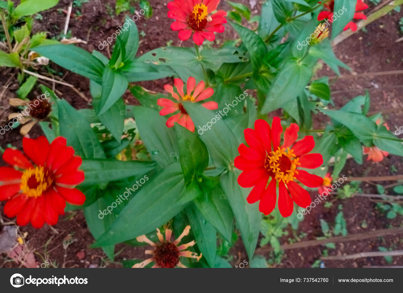 Red Flowers Garden — Stock Photo © romihape #737542760