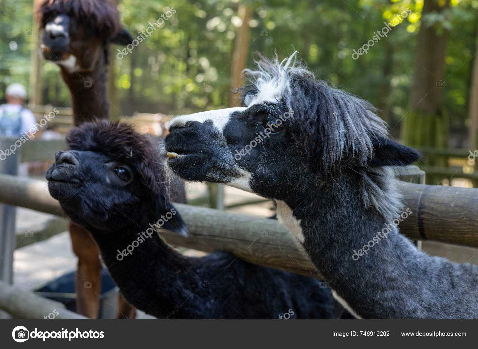 Lively Zoo Surrounded Lush Greenery Two Llamas Exhibit Playful Behavior ...